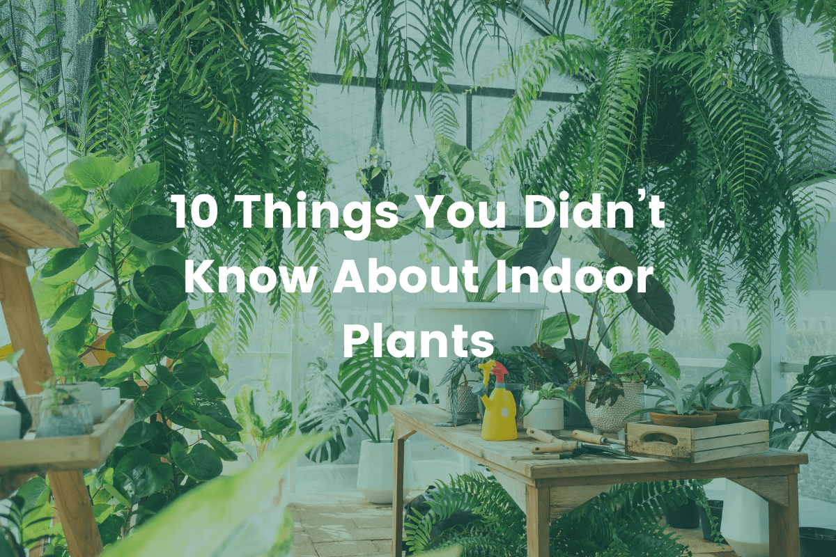 10 Things You Didn't Know About Indoor Plants | Fleurtations